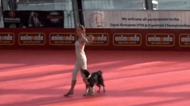 Dog Performs A Magical Dance Routine With Her Human - The Dodo