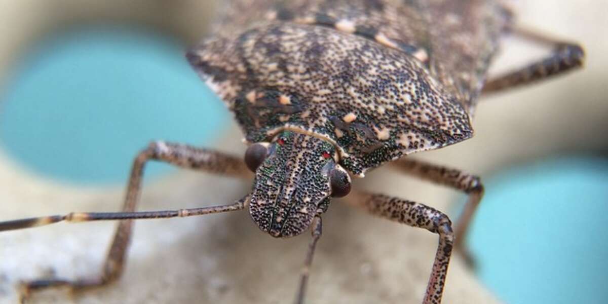Freckles the Bug #macro with @olloclip lens - The Dodo