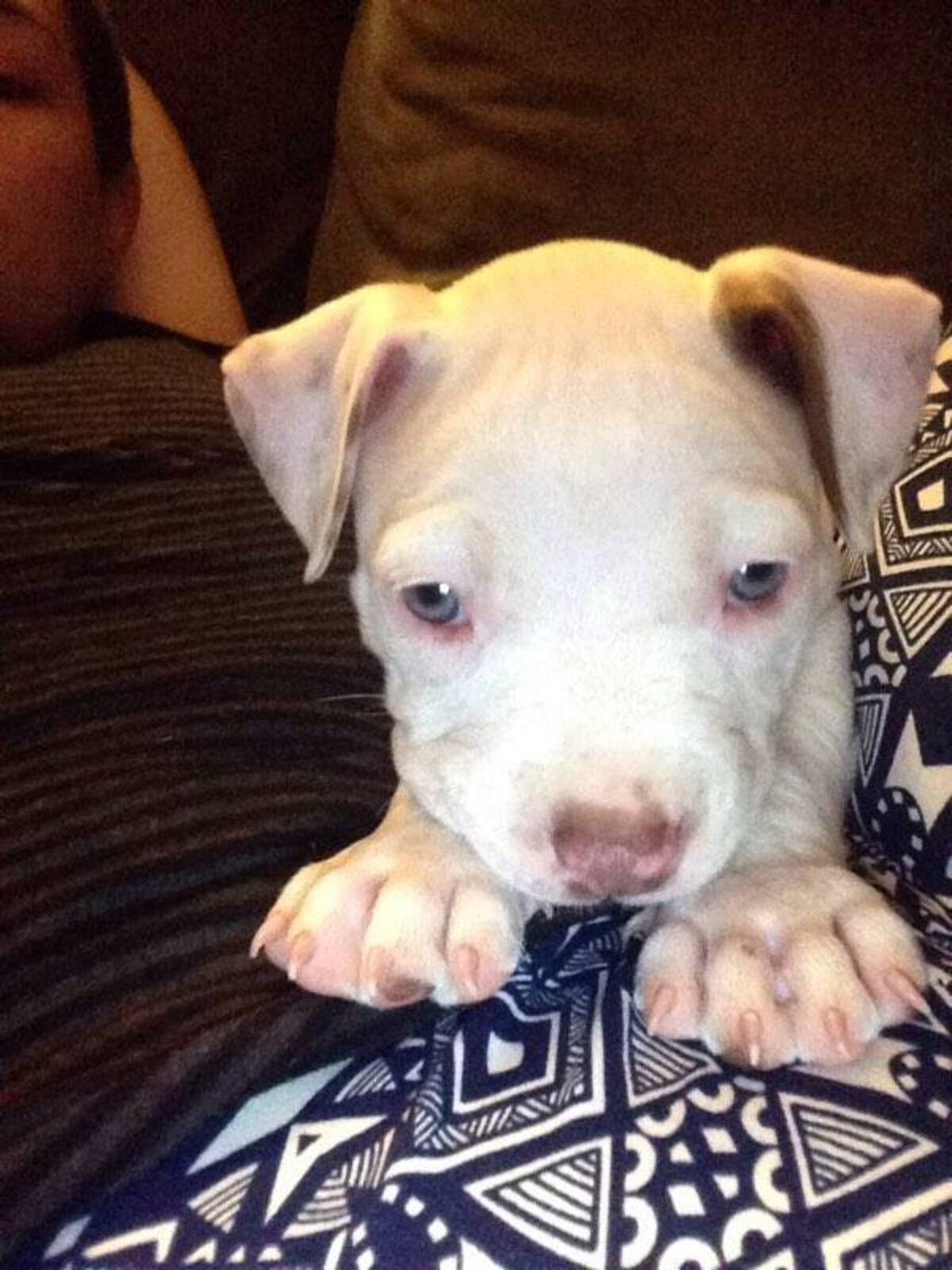 Kidnapped Dog Who Made It Home Has A New Best Friend Now - The Dodo