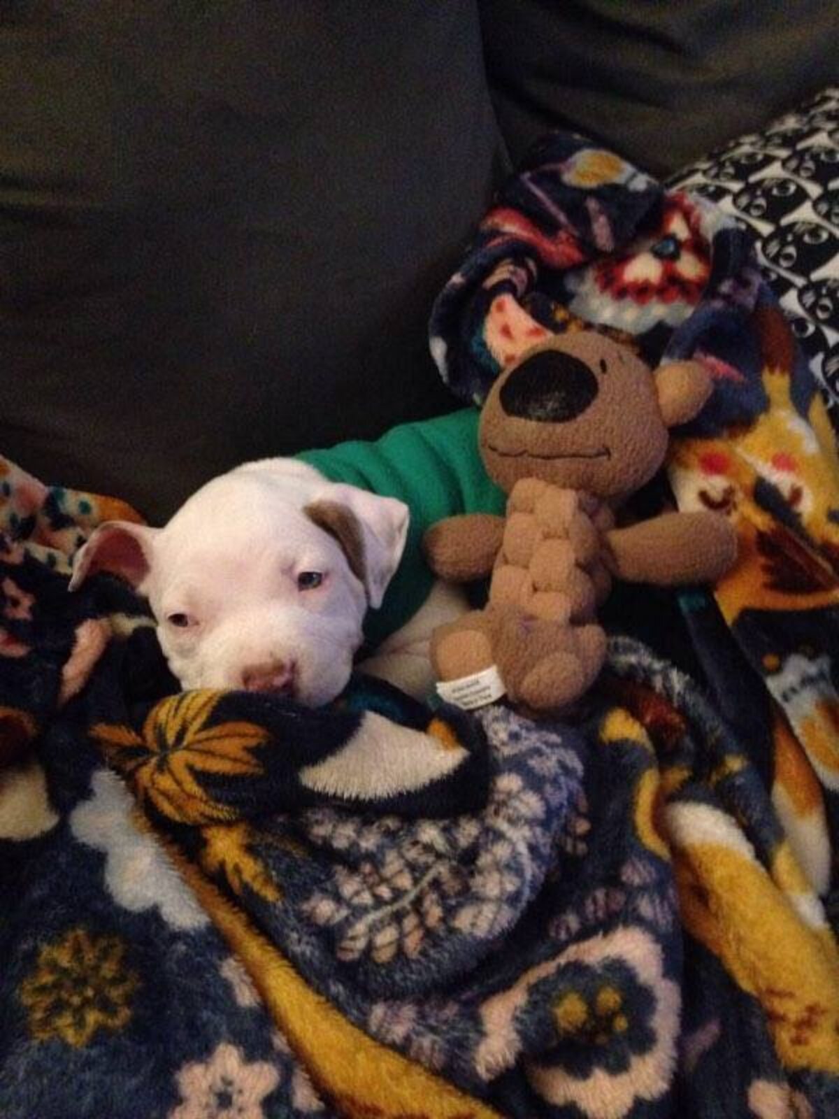 Kidnapped Dog Who Made It Home Has A New Best Friend Now - The Dodo