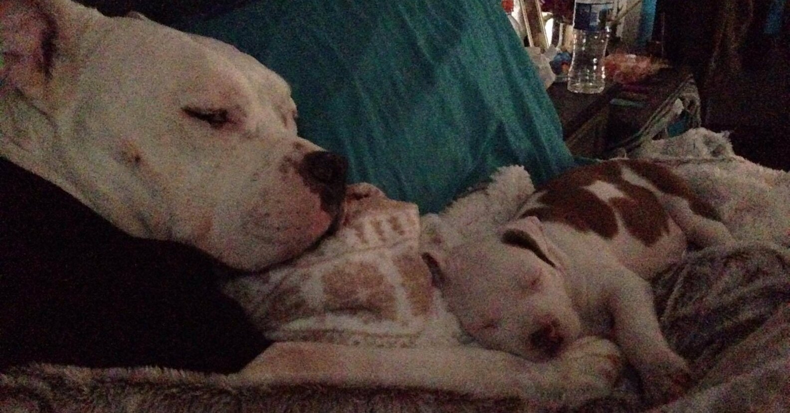 Kidnapped Dog Who Made It Home Has A New Best Friend Now - The Dodo