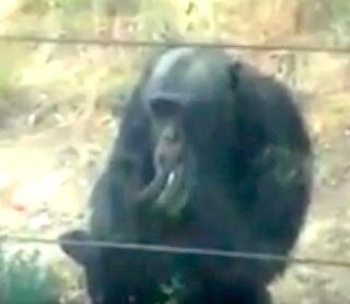 Sad Chimp Smokes A Cigarette In His Cage As Tourists Laugh - The Dodo