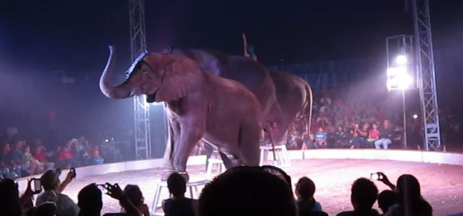5 Circuses And Zoos That Should Follow Ringling Bros.' Lead - The Dodo