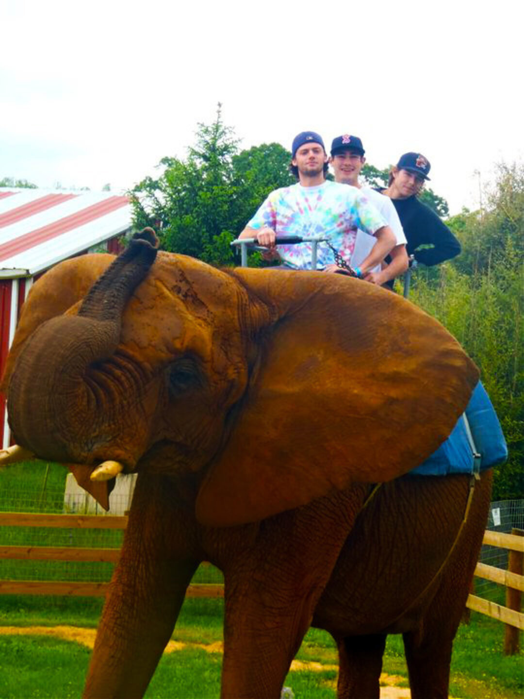 5 Circuses And Zoos That Should Follow Ringling Bros.' Lead - The Dodo