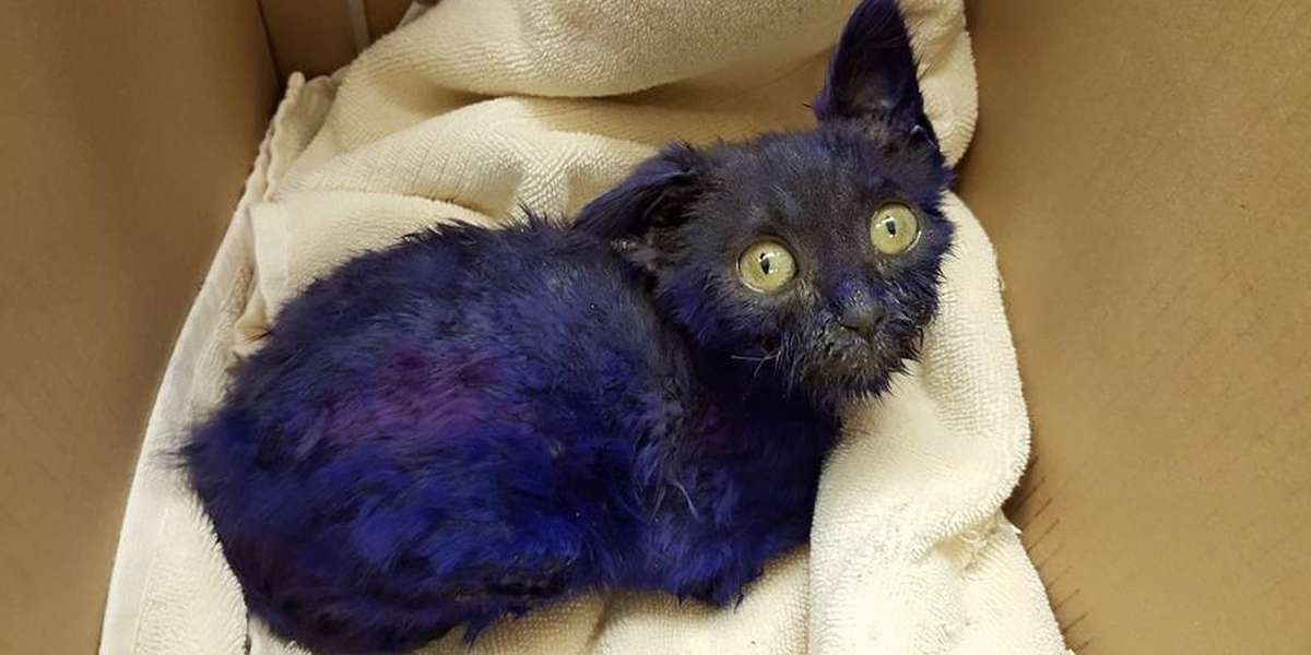Purple Kitten Once Used As 'Chew Toy' Makes Stunning Transformation ...