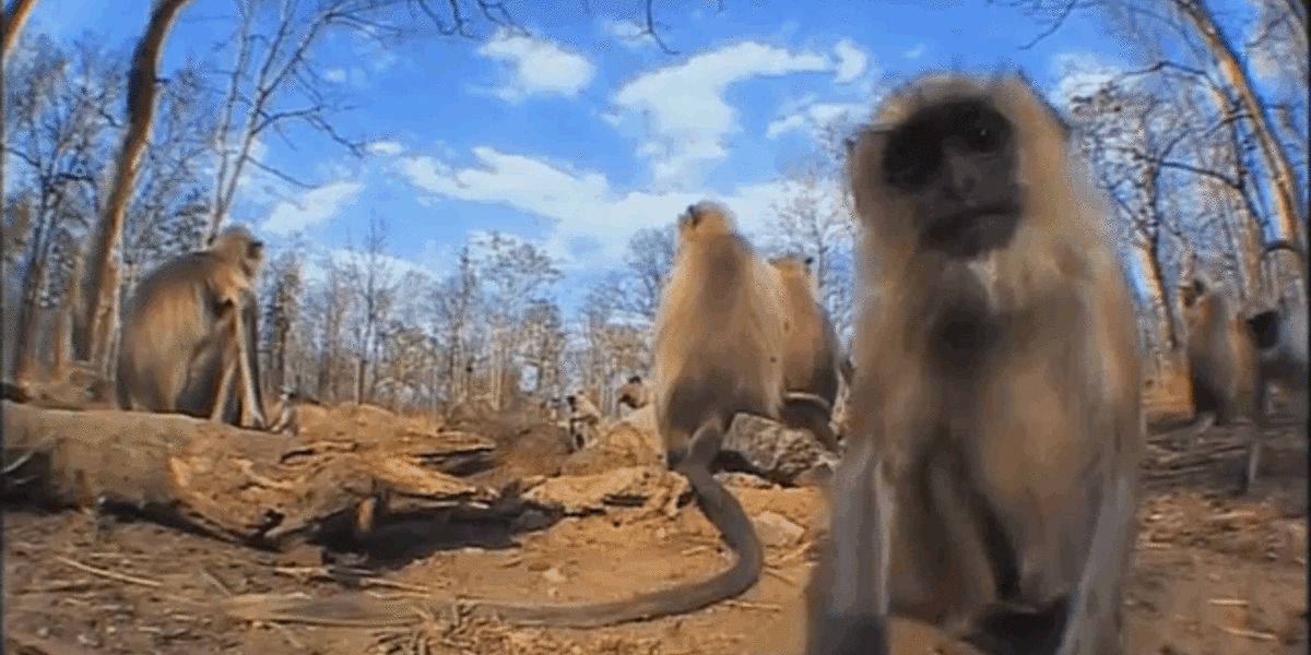 Monkeys Discover Camera Trap, Put On A Show - The Dodo