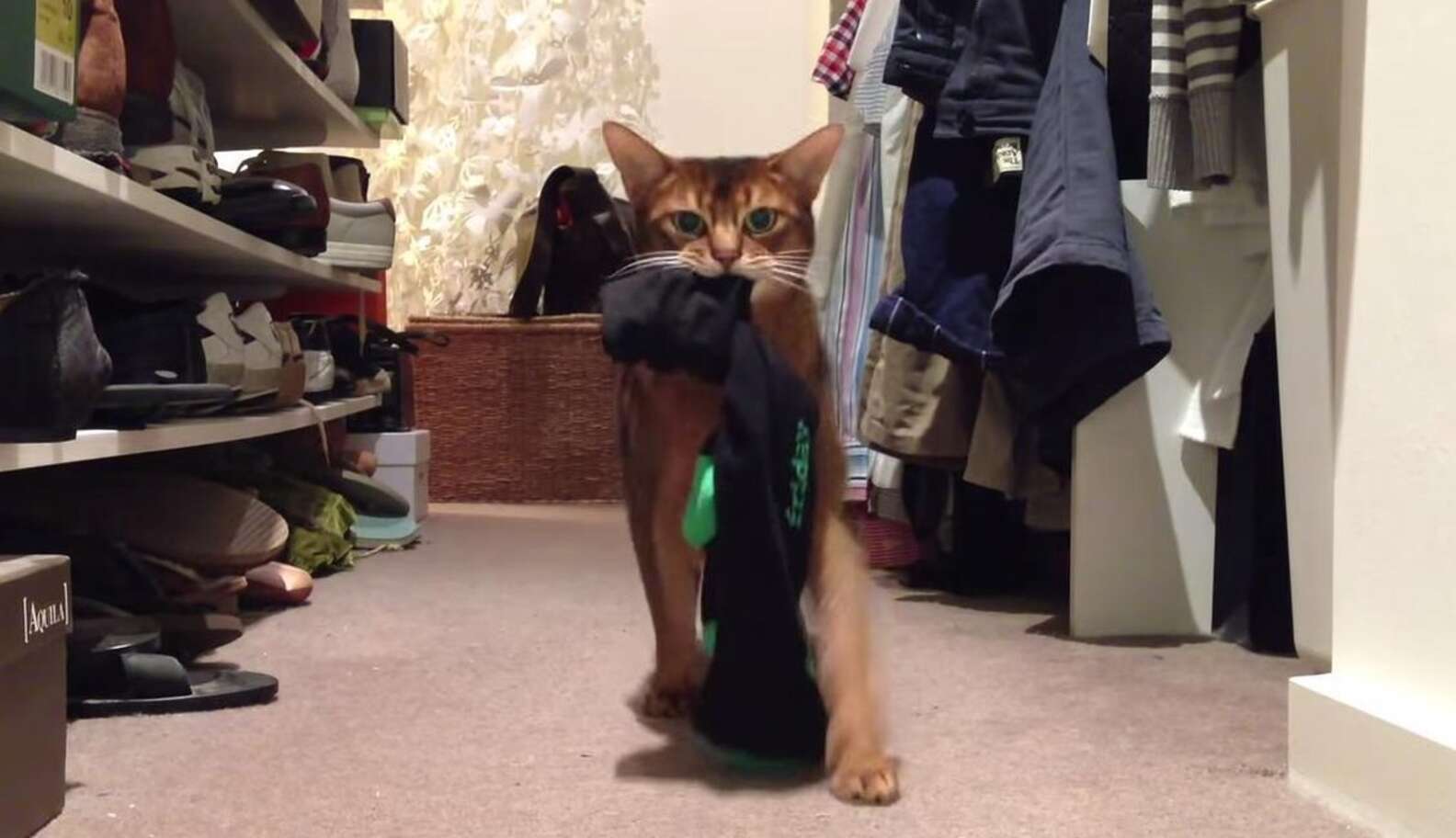 12 Cat Burglars Who Got Caught On Camera The Dodo