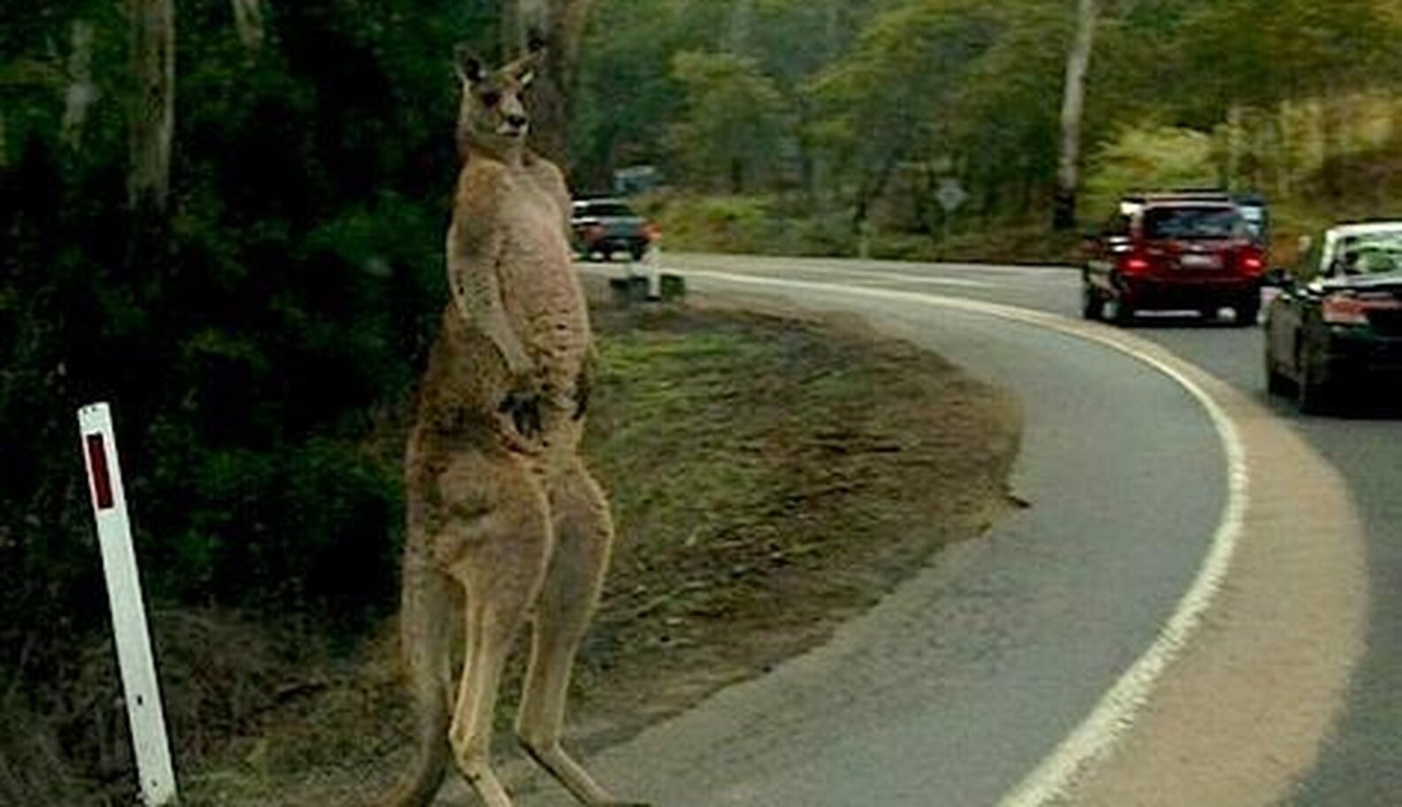 Kangaroo Just Trying To Cross The Road Makes Internet Freak Out - The Dodo