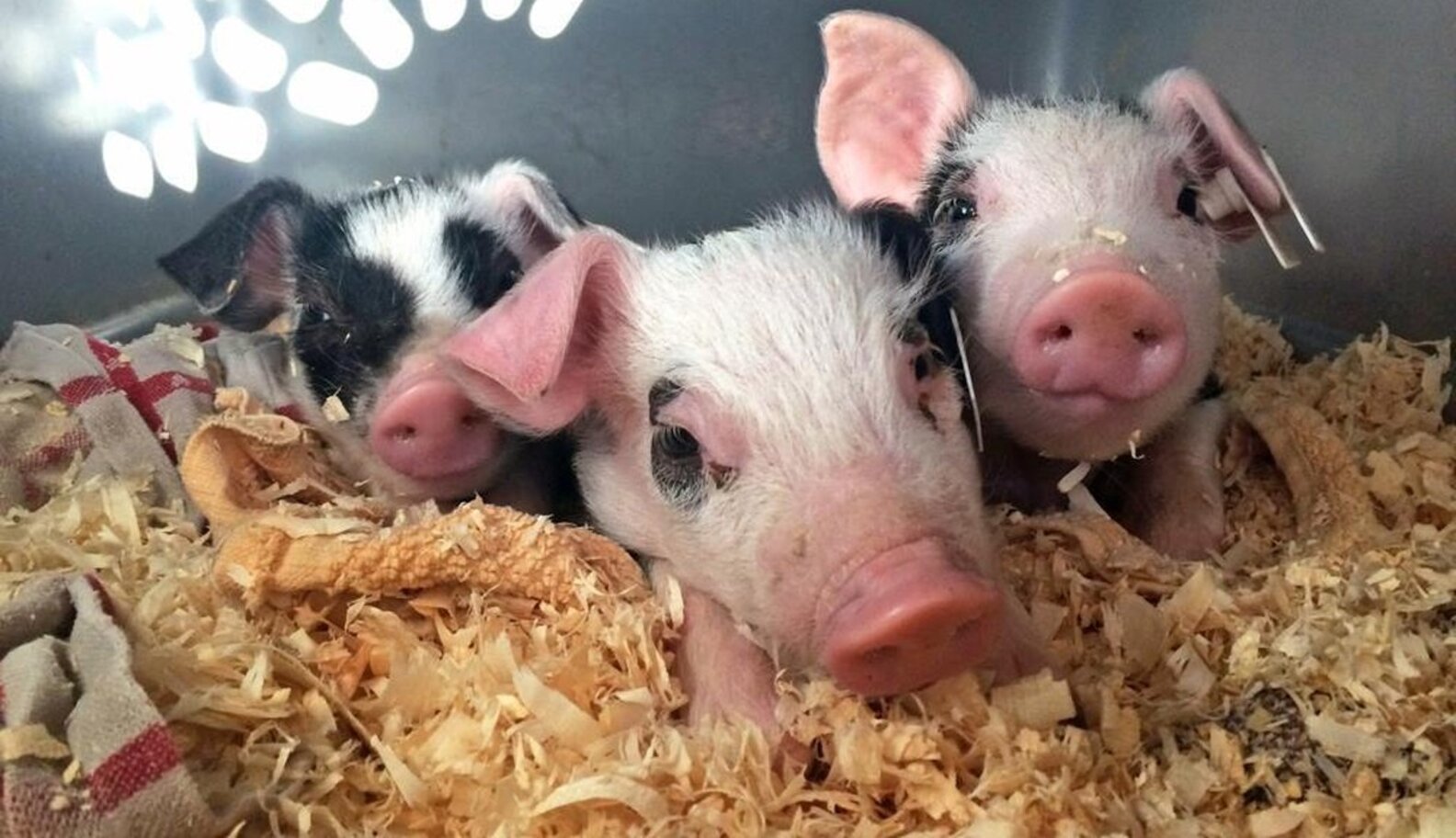 3 Piglet 'Warriors' Are SO Lucky To Be Alive - The Dodo