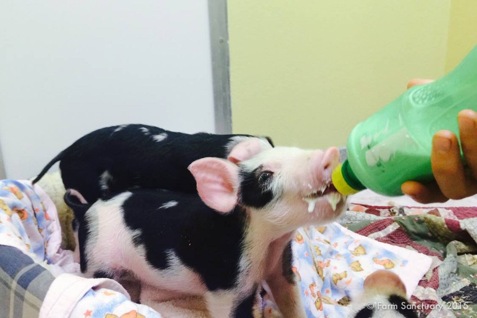 3 Piglet 'Warriors' Are SO Lucky To Be Alive - The Dodo