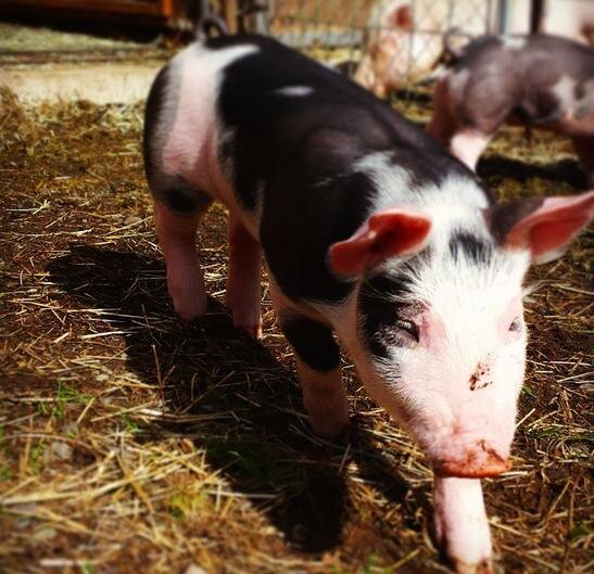 3 Piglet 'Warriors' Are SO Lucky To Be Alive - The Dodo