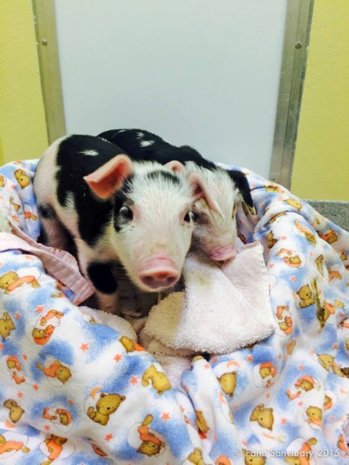 3 Piglet 'Warriors' Are SO Lucky To Be Alive - The Dodo