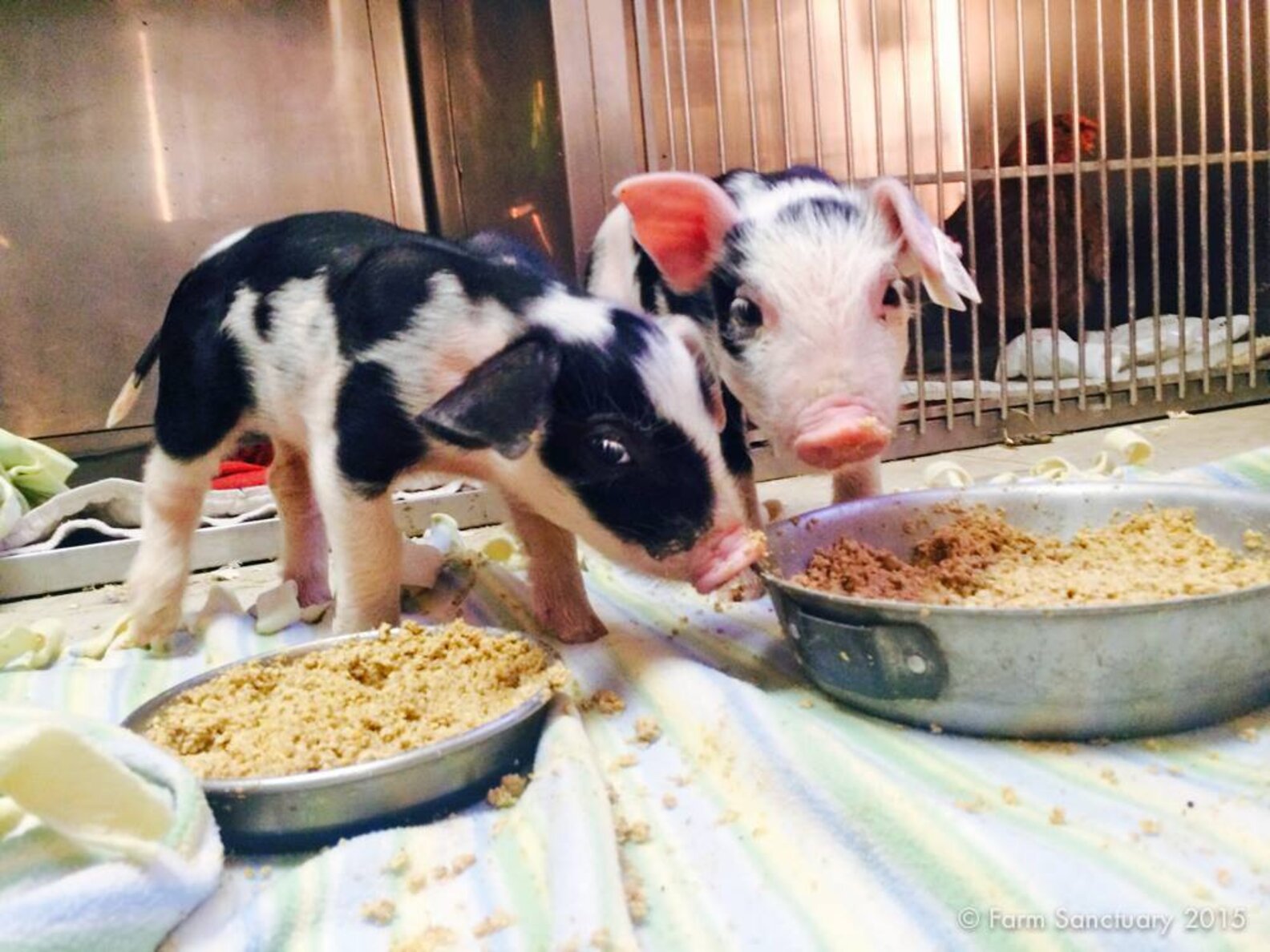 3 Piglet 'Warriors' Are SO Lucky To Be Alive - The Dodo