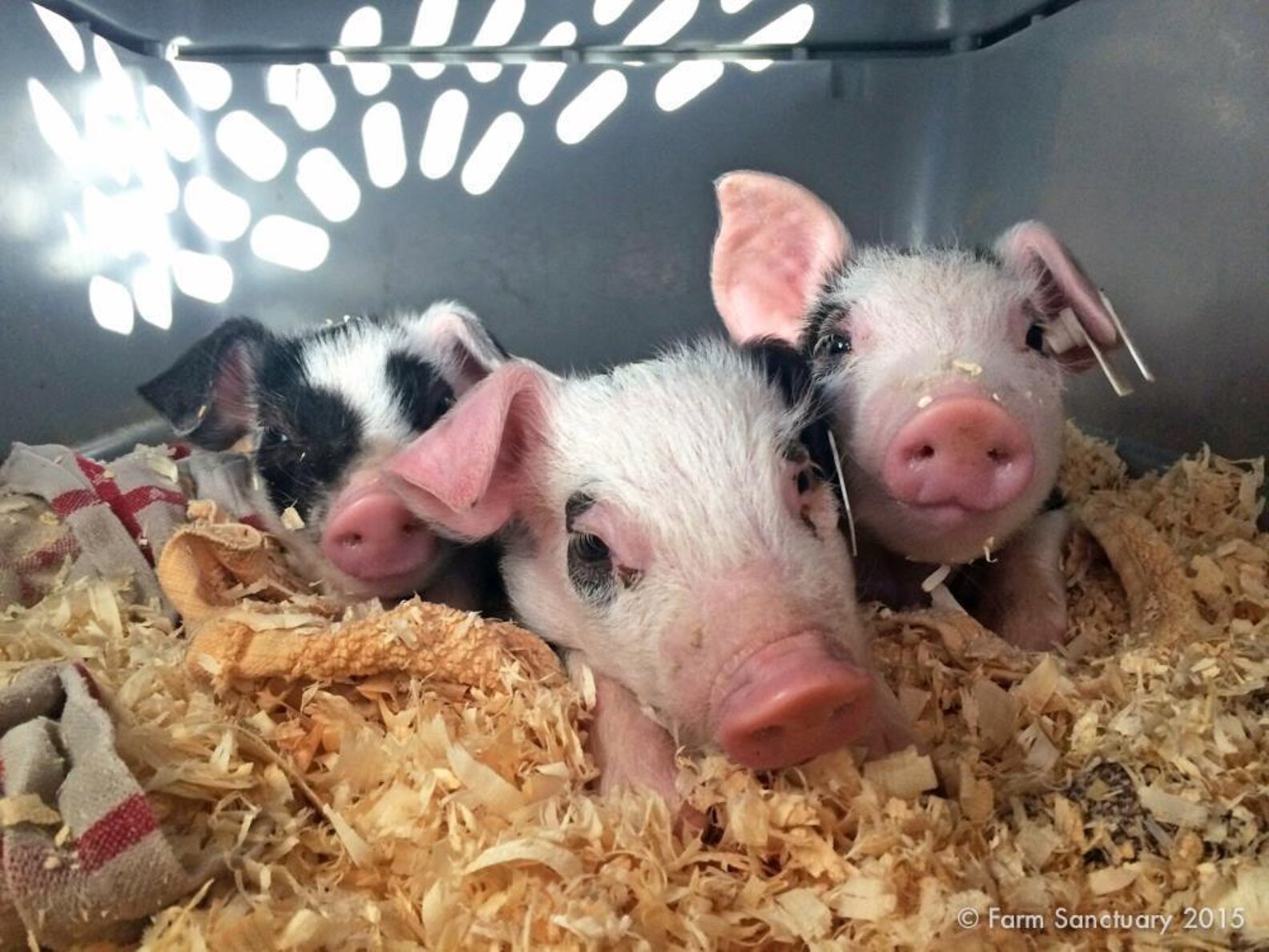 3 Piglet 'Warriors' Are SO Lucky To Be Alive - The Dodo