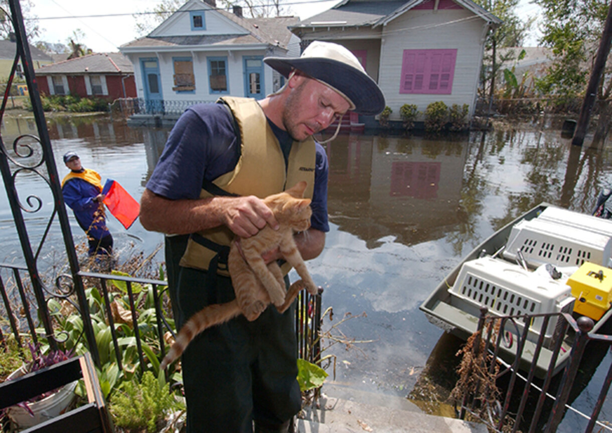 I Saved A 300-Pound Pig From Hurricane Katrina - The Dodo