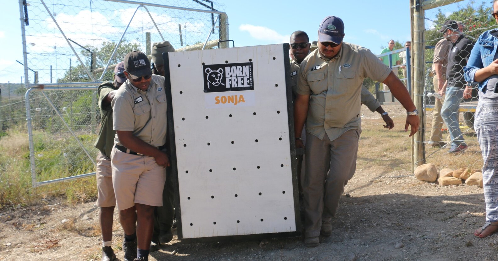 Lion Forced To Perform Circus Tricks For Years Finds The Best Home ...
