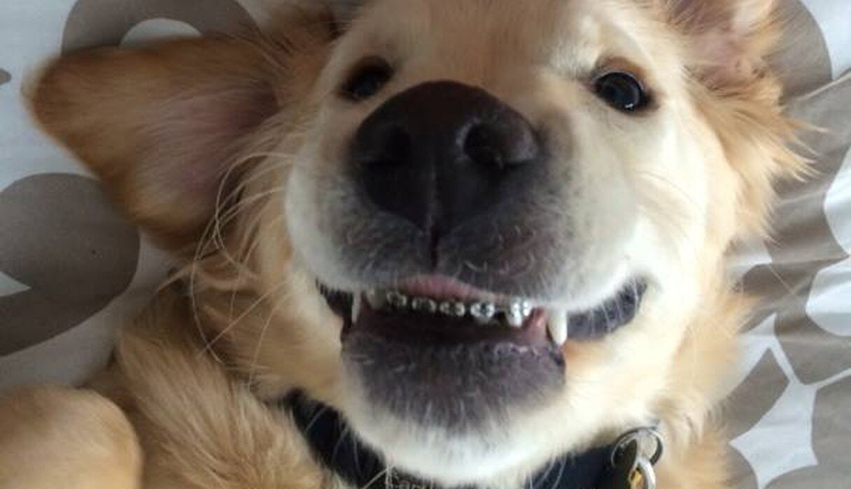Dog Wearing Braces - The Dodo