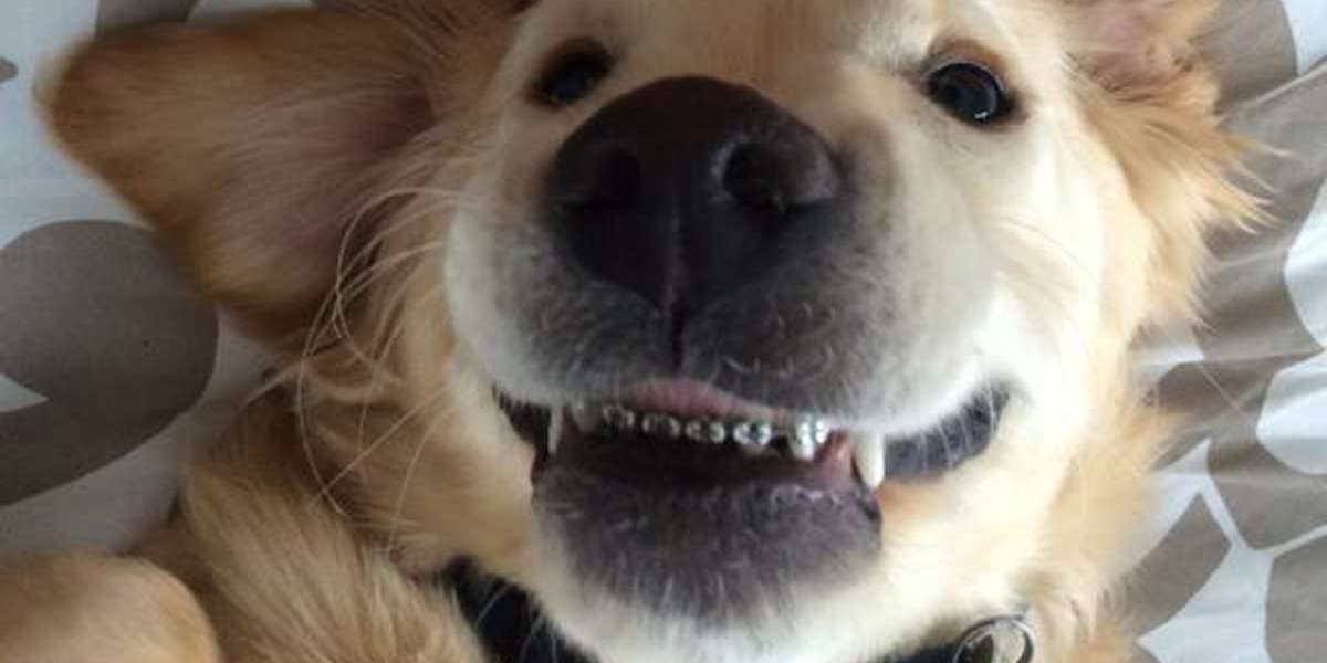 This Dog Wearing Braces Is About To Give You A Perfect Smile - The Dodo