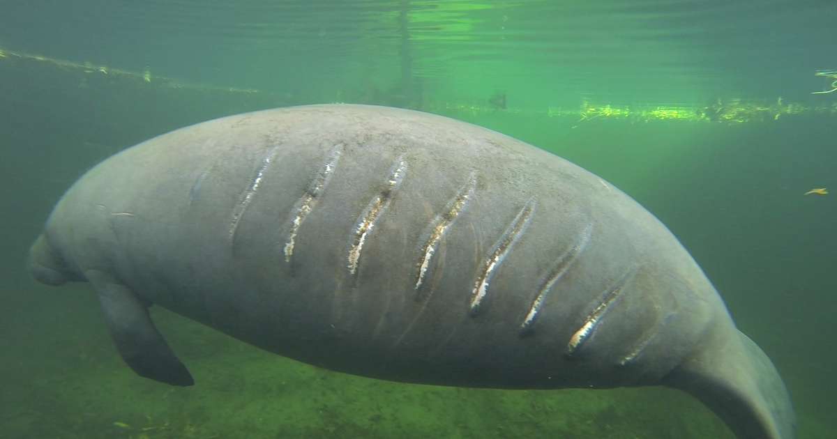 Manatees Are Frequently Hit and Injured By Boats In Florida - The Dodo