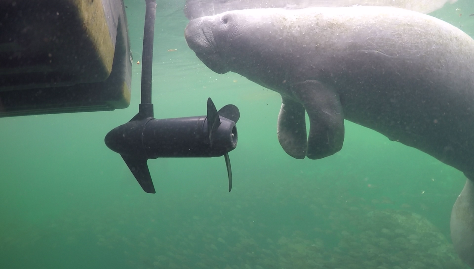 Manatees Are Frequently Hit and Injured By Boats In Florida - The Dodo