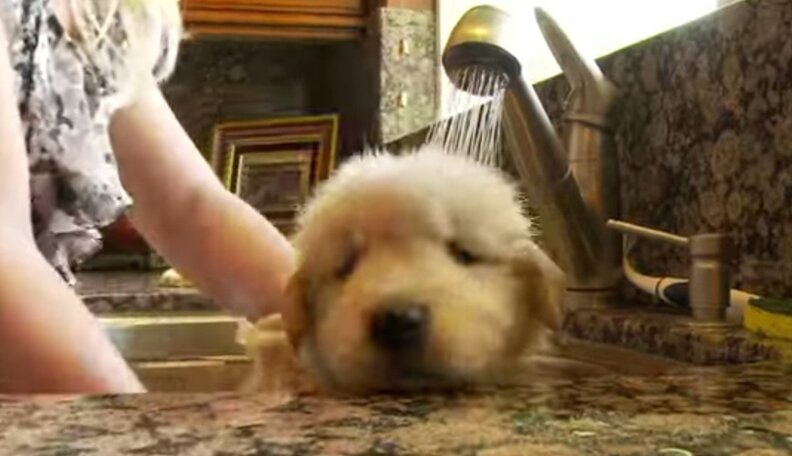 8 Puppy Baths To Make Your Day So Fresh 'N So Clean - The Dodo