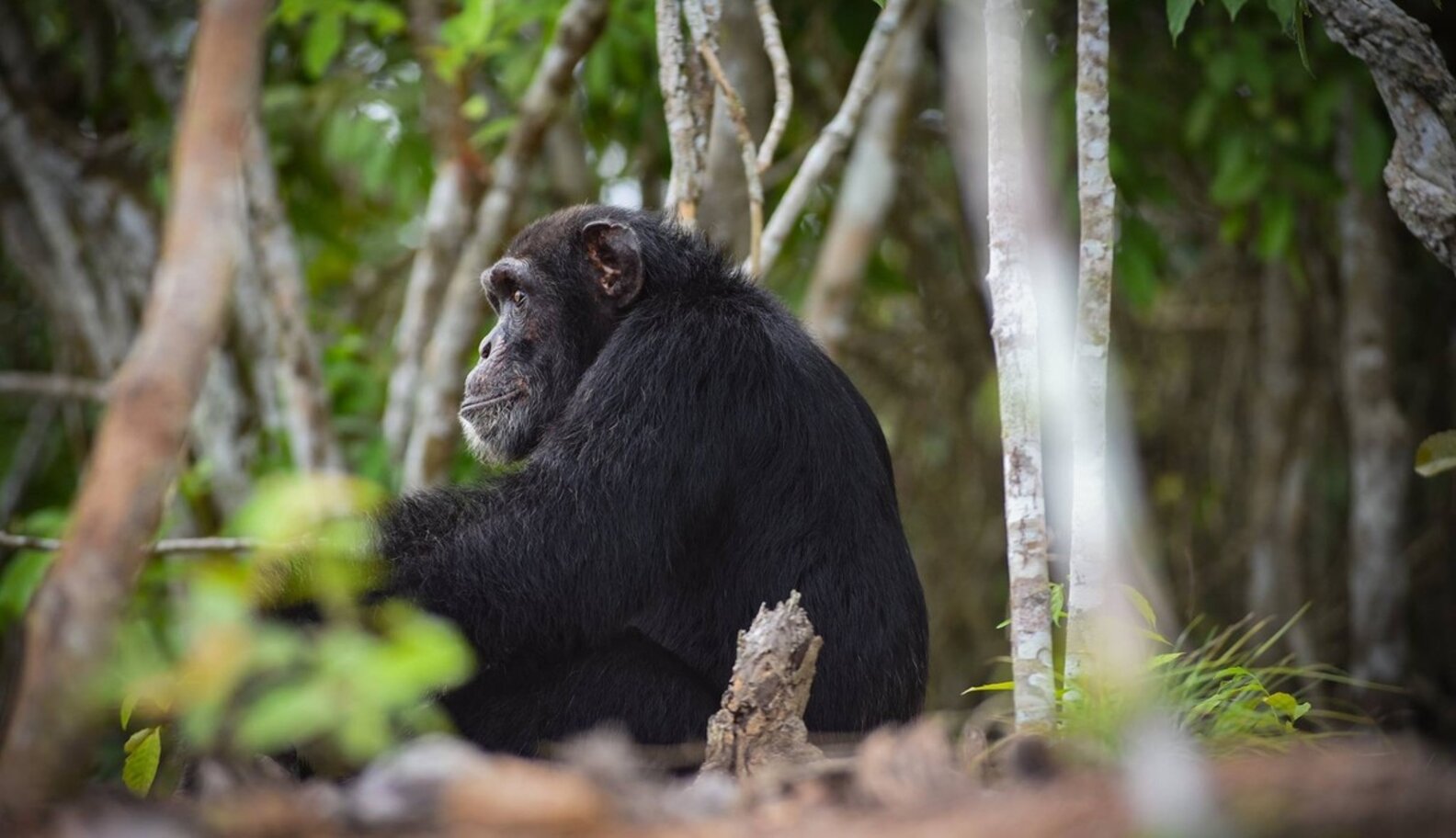 Chimp Abandoned On Island Holds Hands With The Woman Trying To Save Him ...