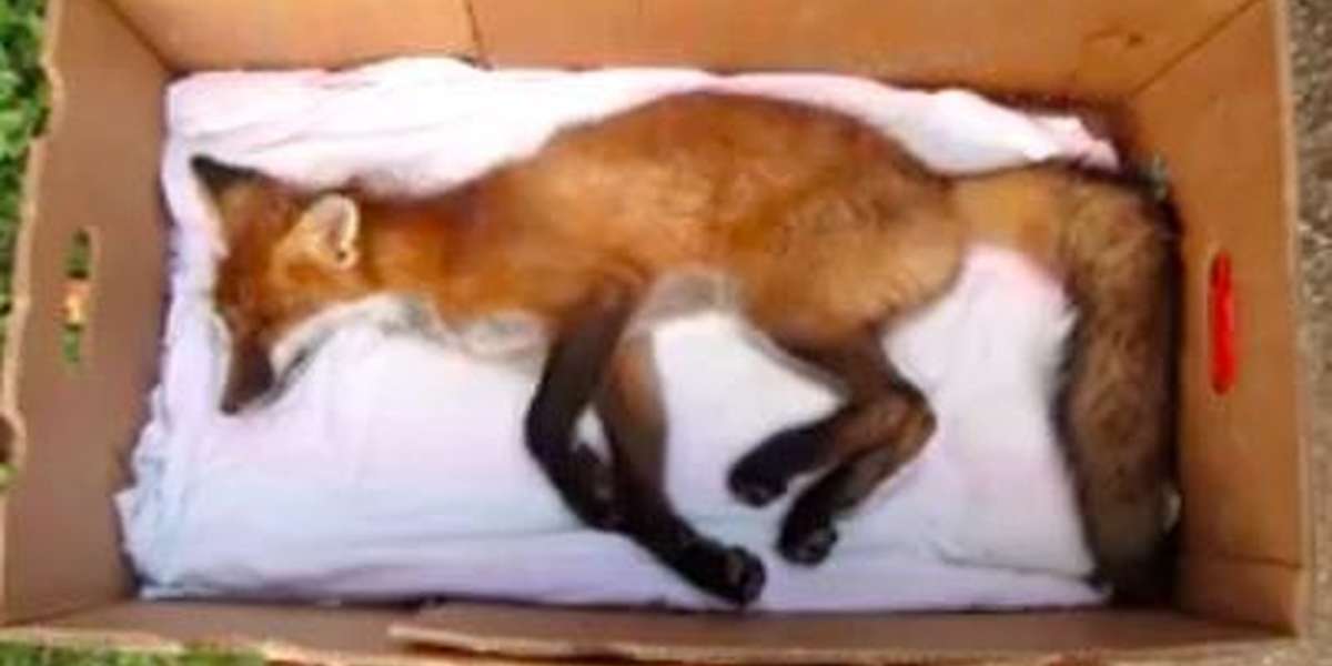 Kind Woman Stops To Bury 'Dead' Fox On The Side Of The Road - The Dodo