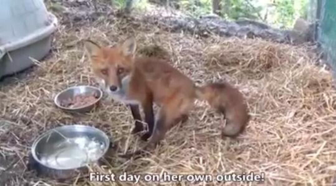 Kind Woman Stops To Bury 'Dead' Fox On The Side Of The Road - The Dodo