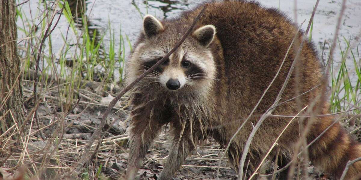 Raccoon's Buddies Are Never Going To Believe He Rode On An Alligator ...