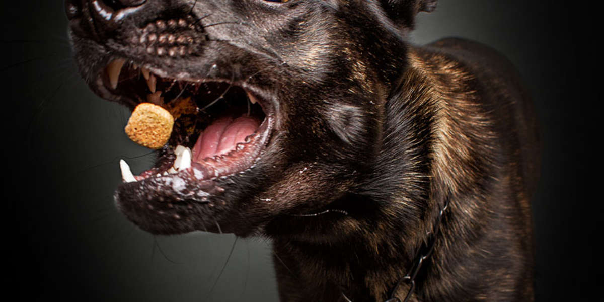 Photographer Captures Hungry Dogs’ Hilarious Expressions When They ...