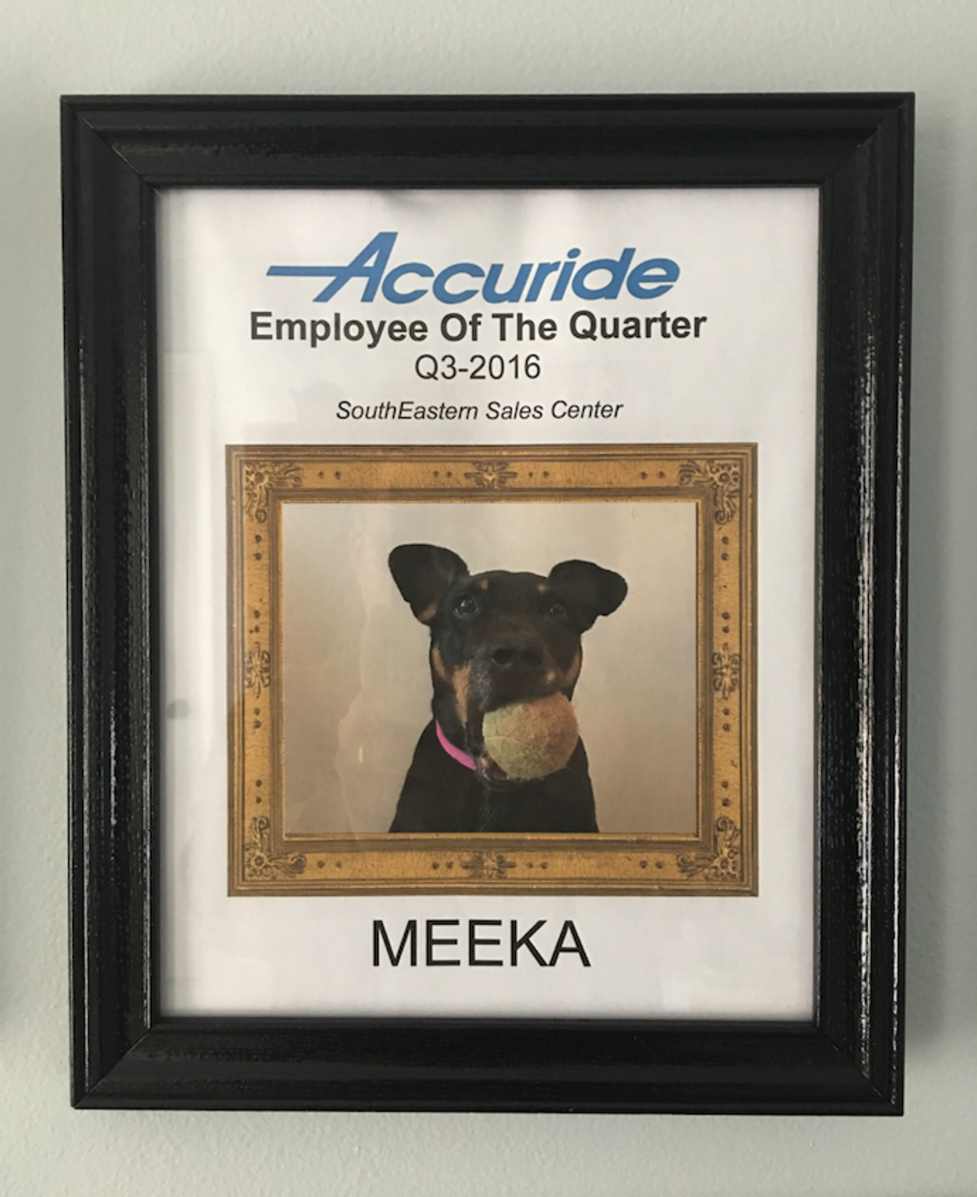 Dog Has Won All 'Best Employee' Awards Since Dad Started Working From ...