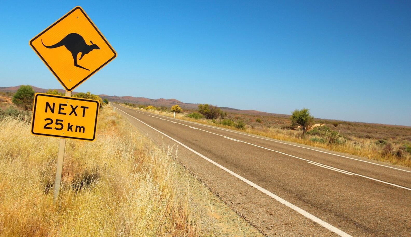 This Could Save Thousands Of Kangaroos From Car Crashes - The Dodo