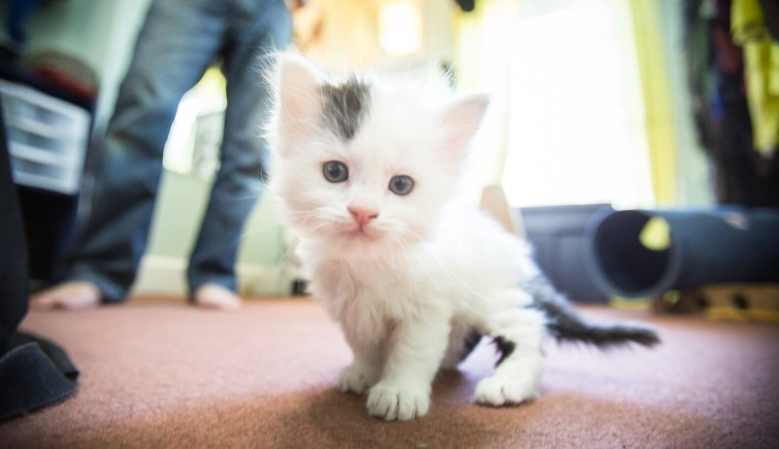 Time-Lapse Video Shows Foster Kitten Growing Up In Just 4 Minutes - The ...