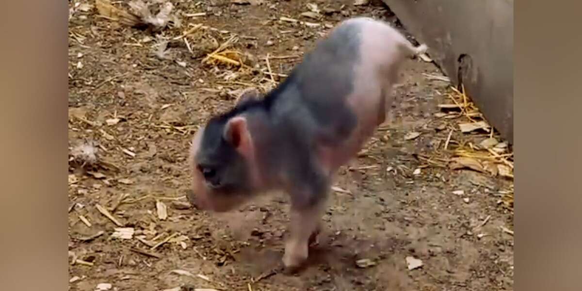 Piglet Learns To Walk On 2 Legs - The Dodo