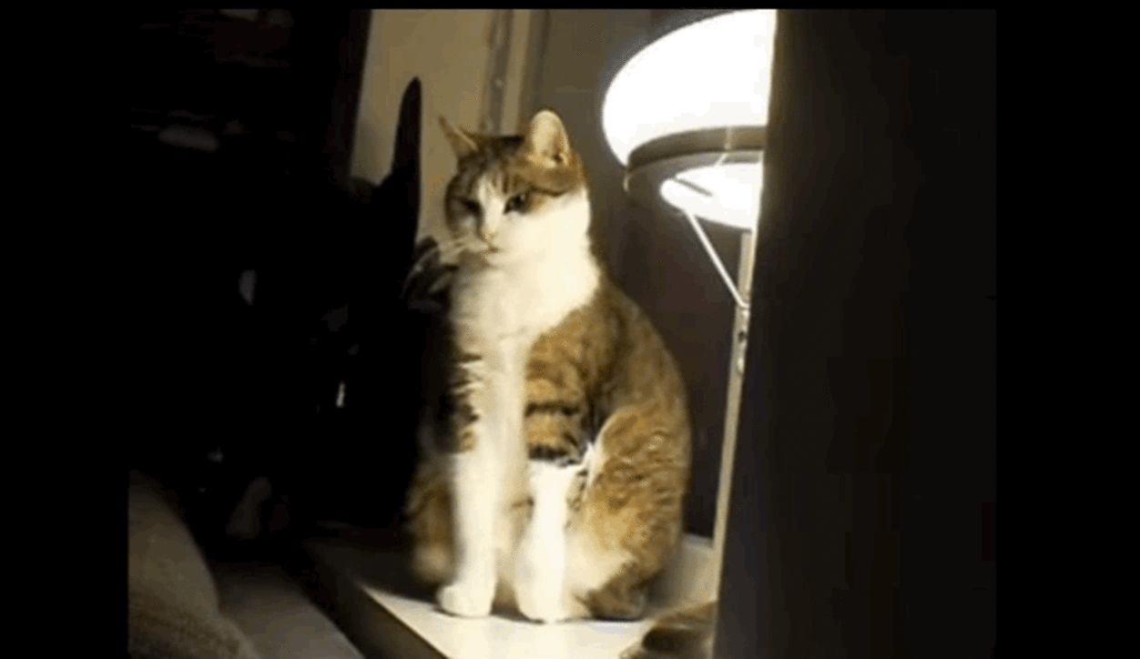 Cat Stretches UP Into Ridiculously Vertical Posture - The Dodo