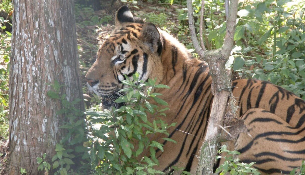 Circus Tiger Takes Cautious First Step Into His New Home - The Dodo