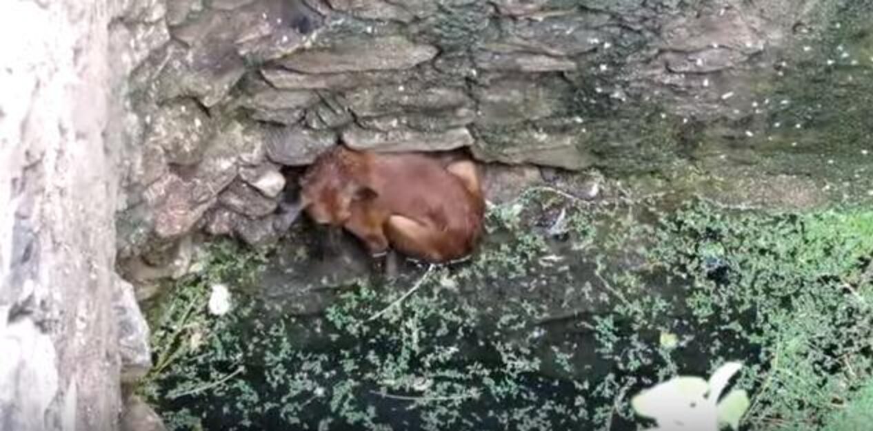 Drowning Dog Lets Her Rescuers Know How Happy She Is To Be Saved - The Dodo
