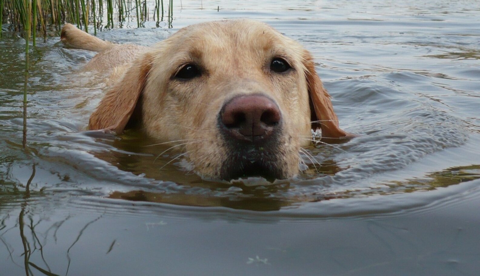 Coast Guard Rescues Man And 3-Legged Dog From Capsized Boat - The Dodo