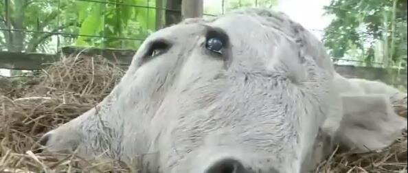 The Sad Truth About The Calf With Two Faces - The Dodo