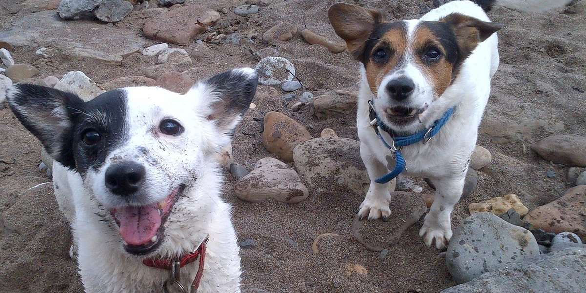These 17 Photos Prove Why Dogs Are 'Man's Best Friend' - The Dodo