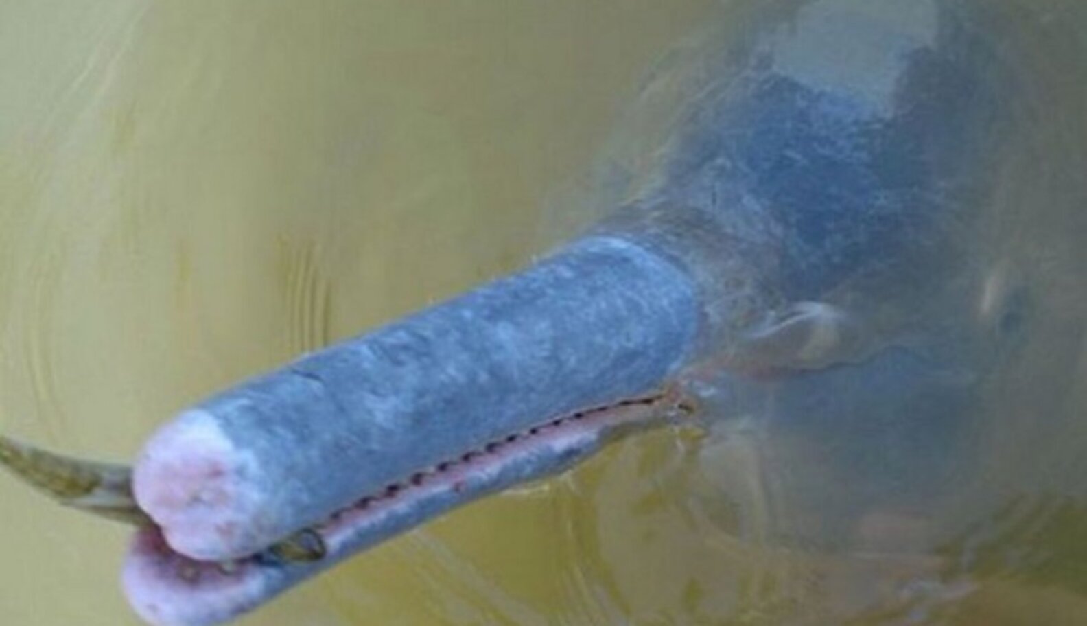 These 15 Awesome Animals Were All Discovered In The Last Year - The Dodo