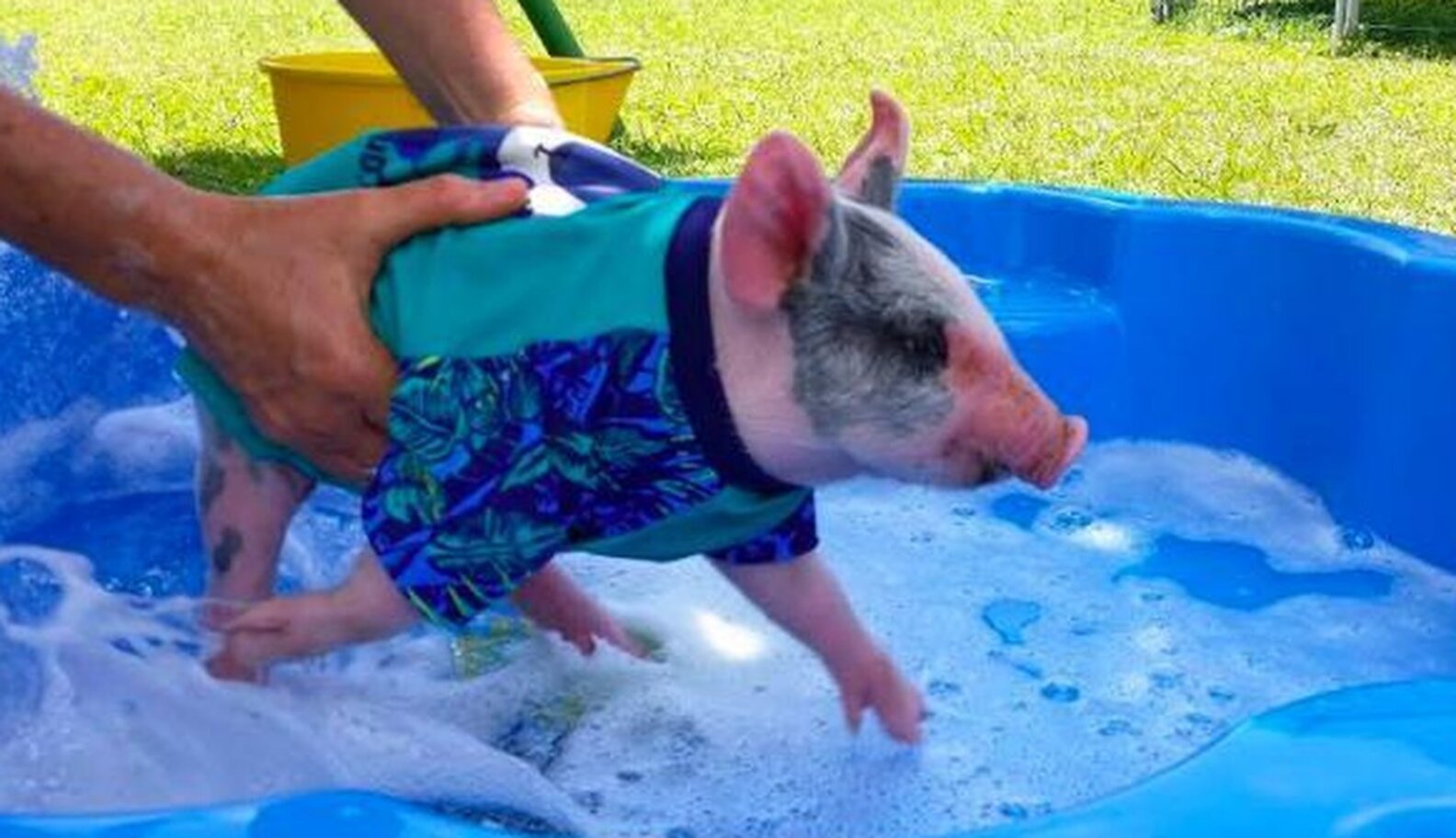 Family Moves To Farm Just So They Can Keep The Pig They Rescued - The Dodo
