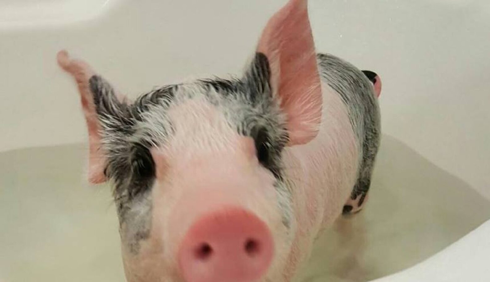 Family Moves To Farm Just So They Can Keep The Pig They Rescued - The Dodo