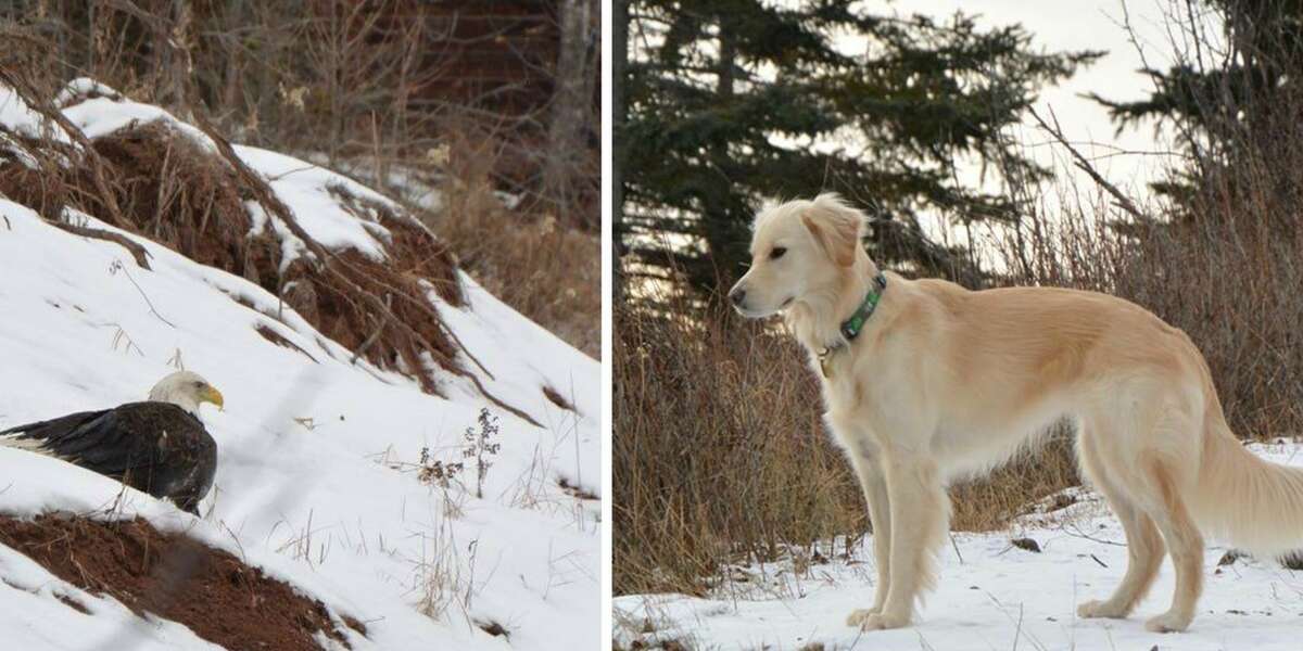 Dog Sees An Injured Bald Eagle And Knows Exactly What To Do - The Dodo