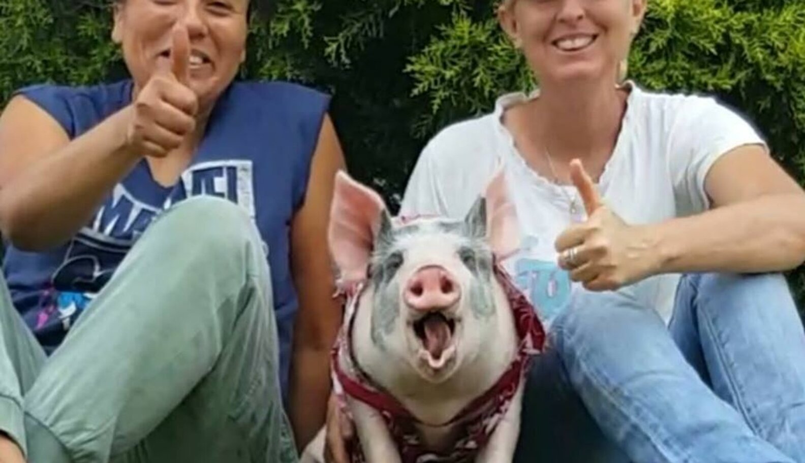 Family Moves To Farm Just So They Can Keep The Pig They Rescued - The Dodo