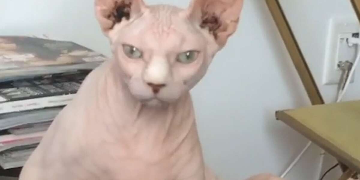 Hairless Cat Gets His Own Puppy - The Dodo