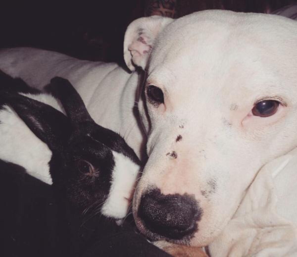 Deaf Dog Who Was Abandoned On The Street Goes On The Best Adventures ...