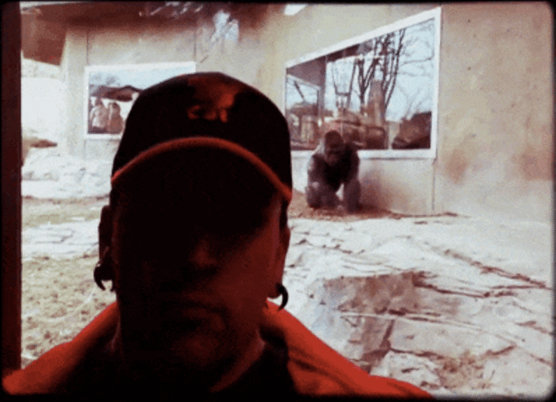 Zoo Gorilla Sends Clear Message To Visitors That He Wants Out - The Dodo