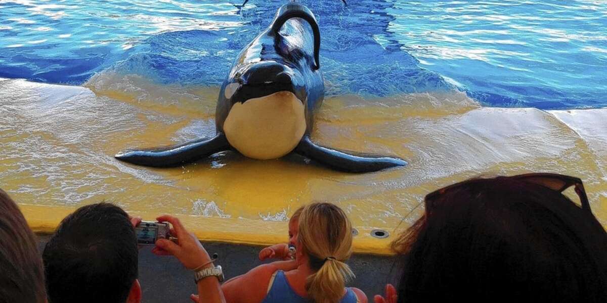 SeaWorld Launches Blackfish Counterattack - The Dodo