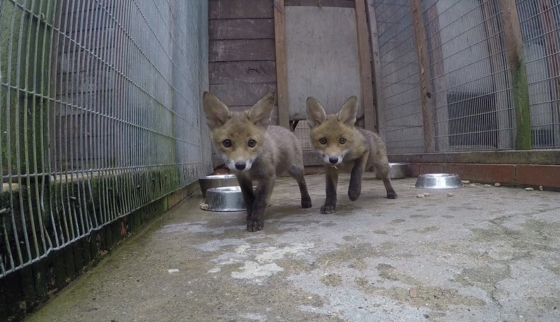 GoPro Camera Helps Fox Orphans Feel At Home - The Dodo